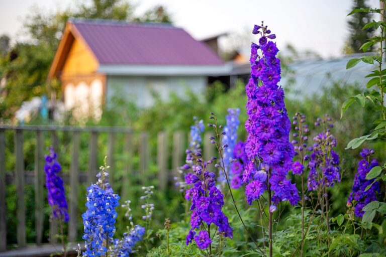 11 Old-Fashioned Flowers to Create a Vintage Vibe in Your Garden - Pond ...