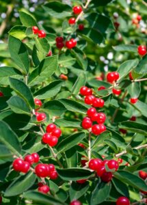 The Best Red Berry Bushes and Plants for Your Yard - Pond and Garden Ideas